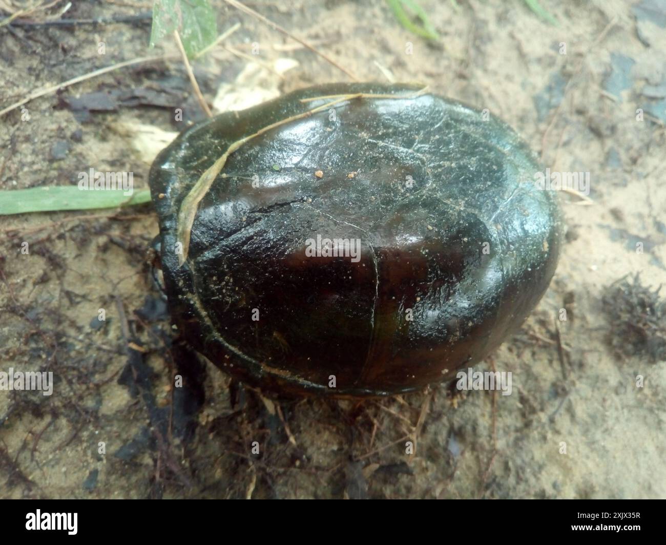Southeastern Mud Turtle (Kinosternon subrubrum subrubrum) Reptilia ...