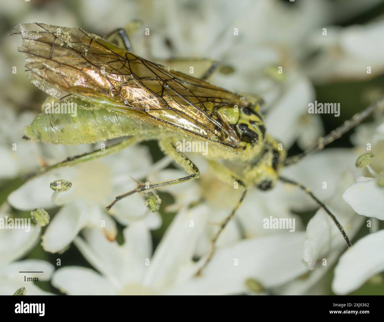 Sawflies, Horntails, and Wood Wasps (Symphyta) Insecta Stock Photo - Alamy
