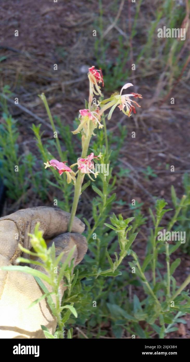 Pinyon Evening Primrose (Oenothera podocarpa) Plantae Stock Photo - Alamy