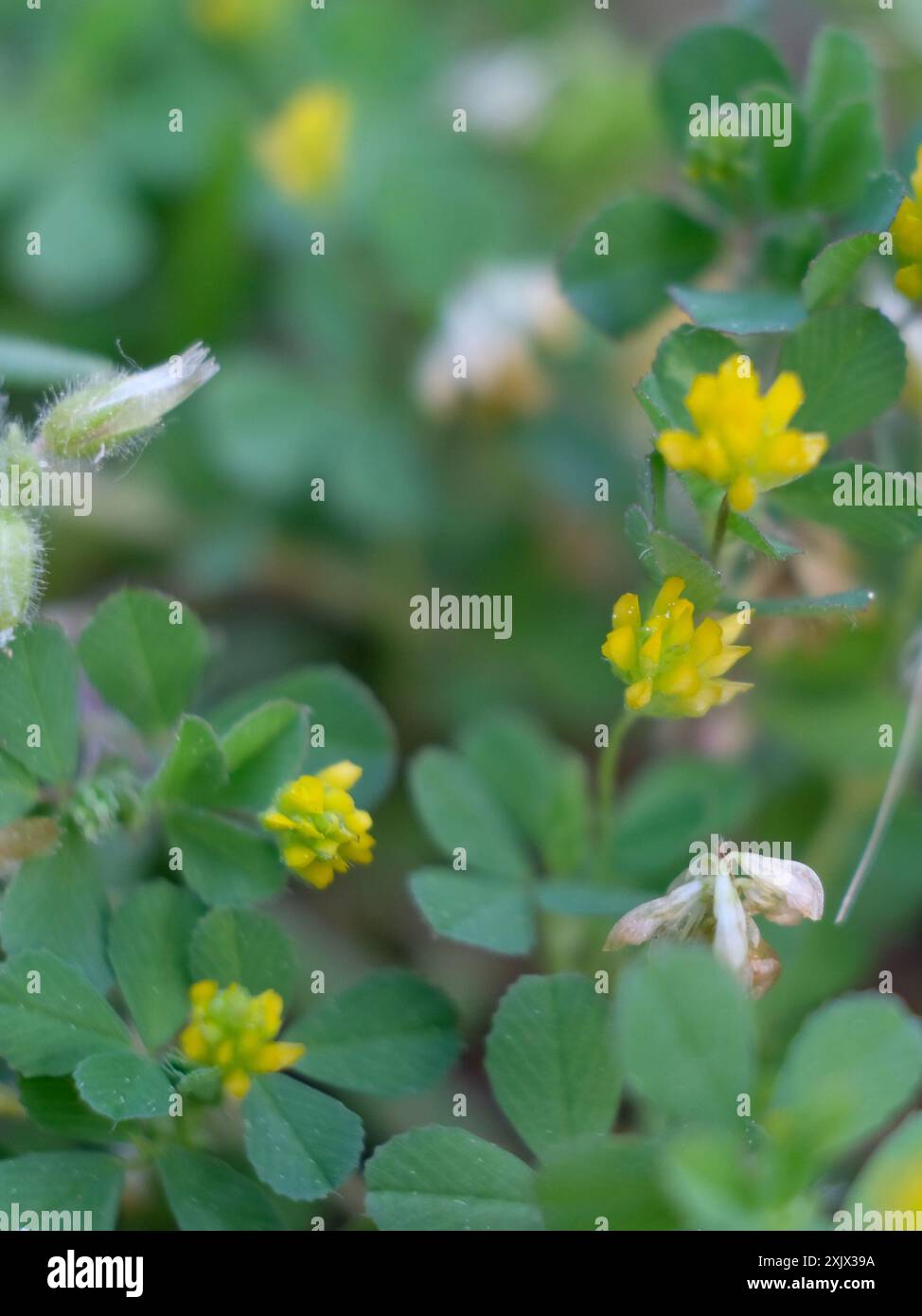 Lesser hop trefoil (Trifolium dubium) Plantae Stock Photo - Alamy