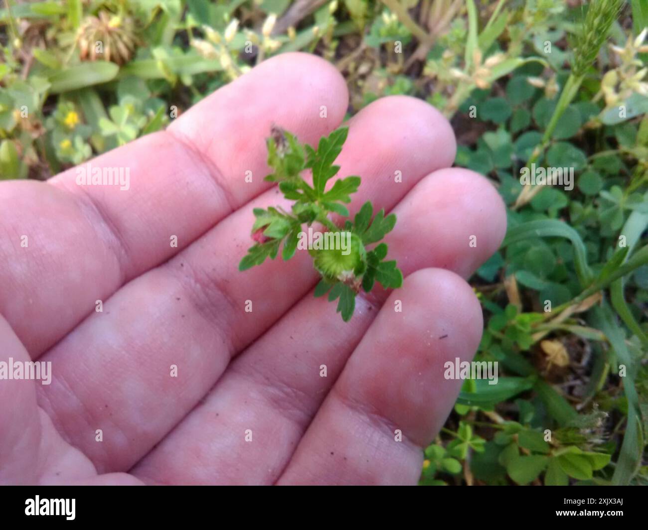 Modiola caroliniana hi-res stock photography and images - Alamy