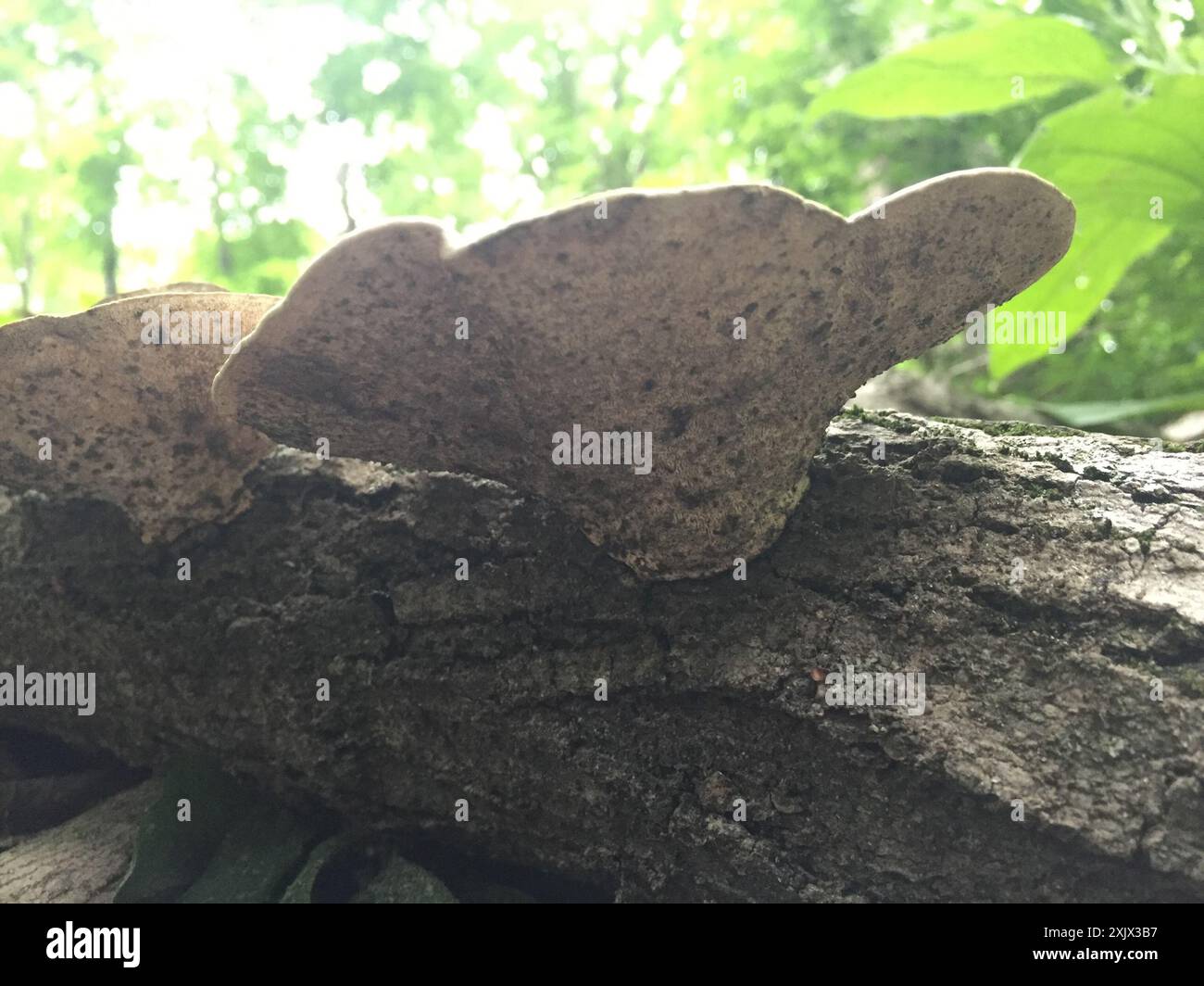 Lumpy Bracket (Trametes gibbosa) Fungi Stock Photo - Alamy
