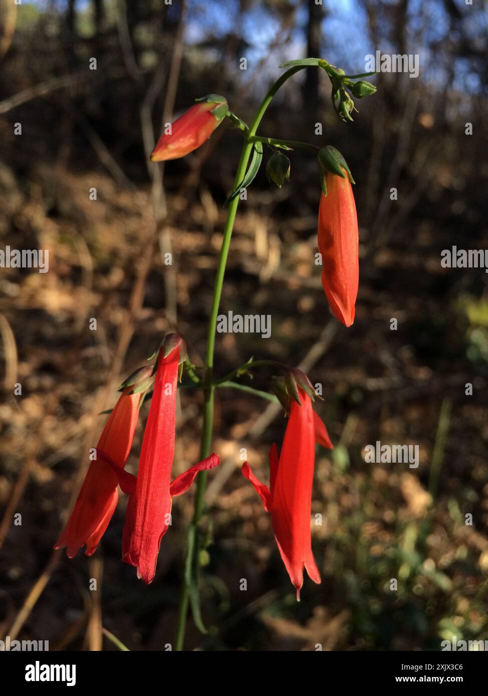 Beardlip Penstemon (Penstemon barbatus) Plantae Stock Photo - Alamy