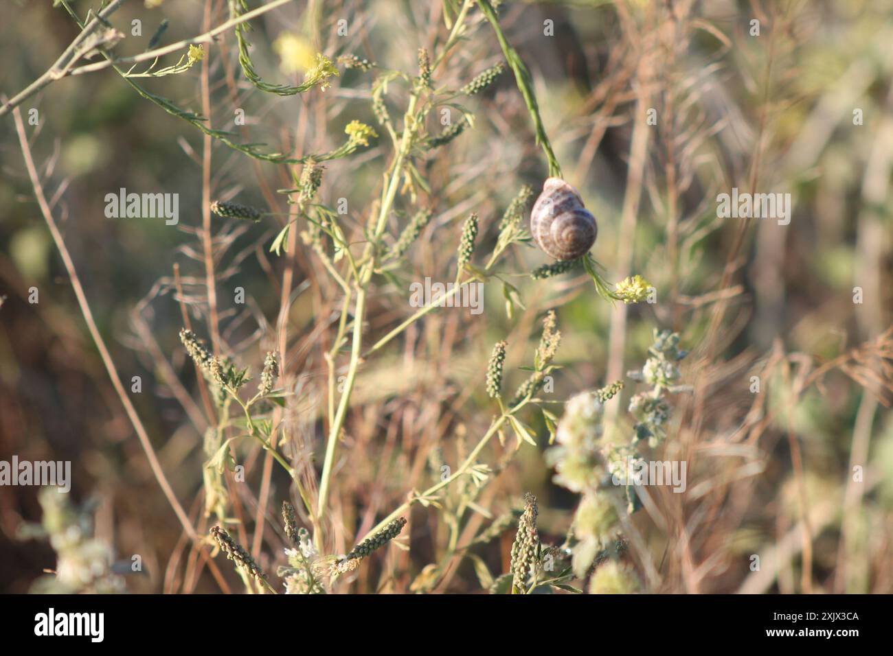 Milk Snail (Otala lactea) Mollusca Stock Photo - Alamy