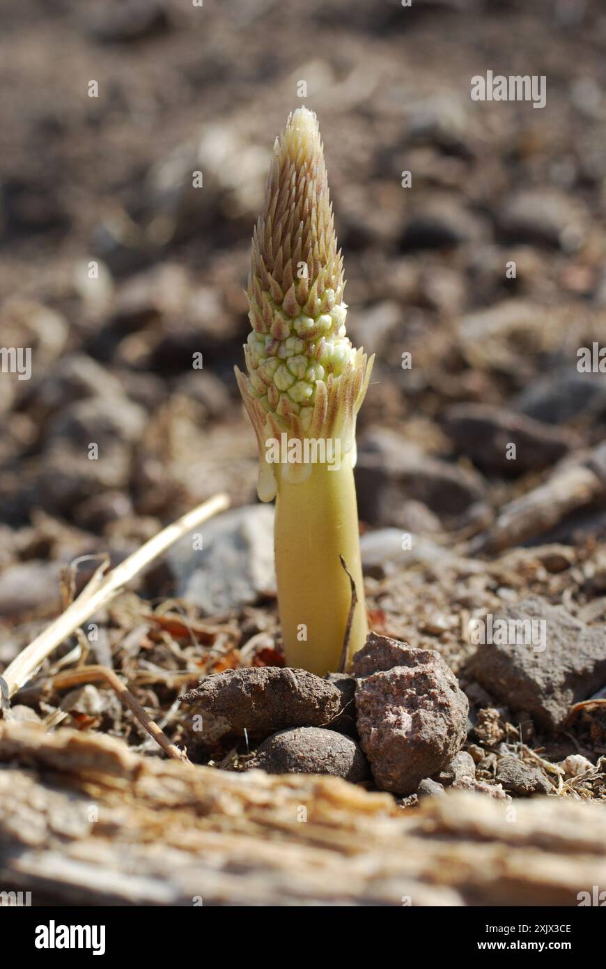 Sea Squill Complex (Drimia maritima) Plantae Stock Photo - Alamy