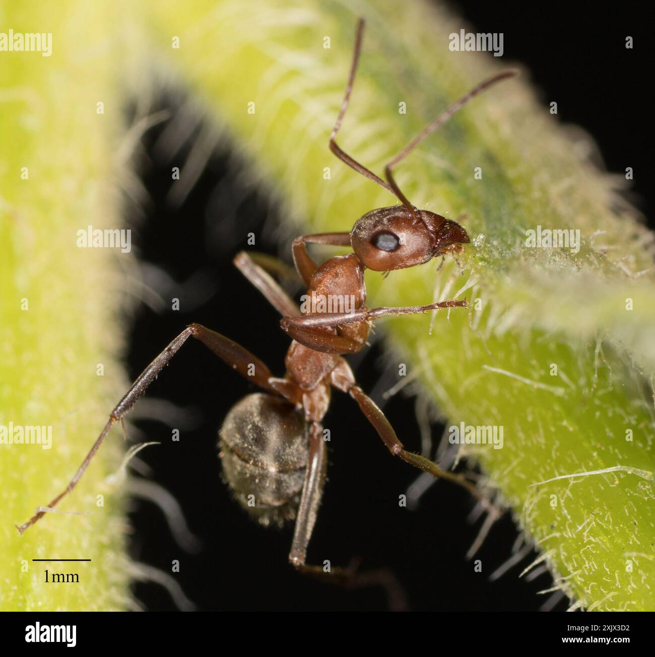 Wood, Mound, and Field Ants (Formica) Insecta Stock Photo - Alamy