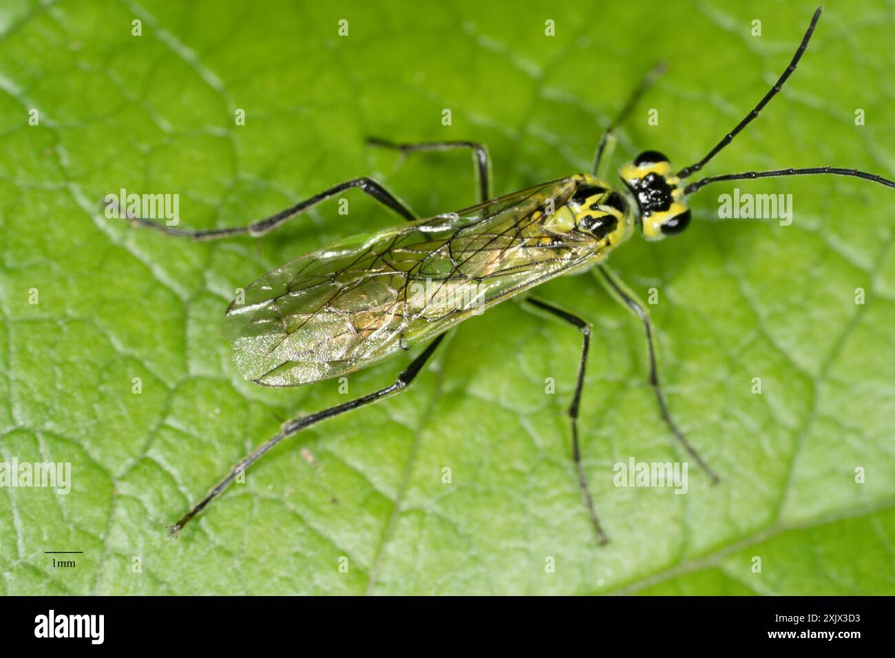 Common Sawflies (Tenthredinidae) Insecta Stock Photo - Alamy