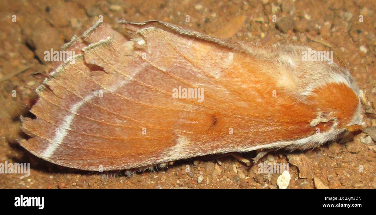 (Streblote polydora) Insecta Stock Photo - Alamy