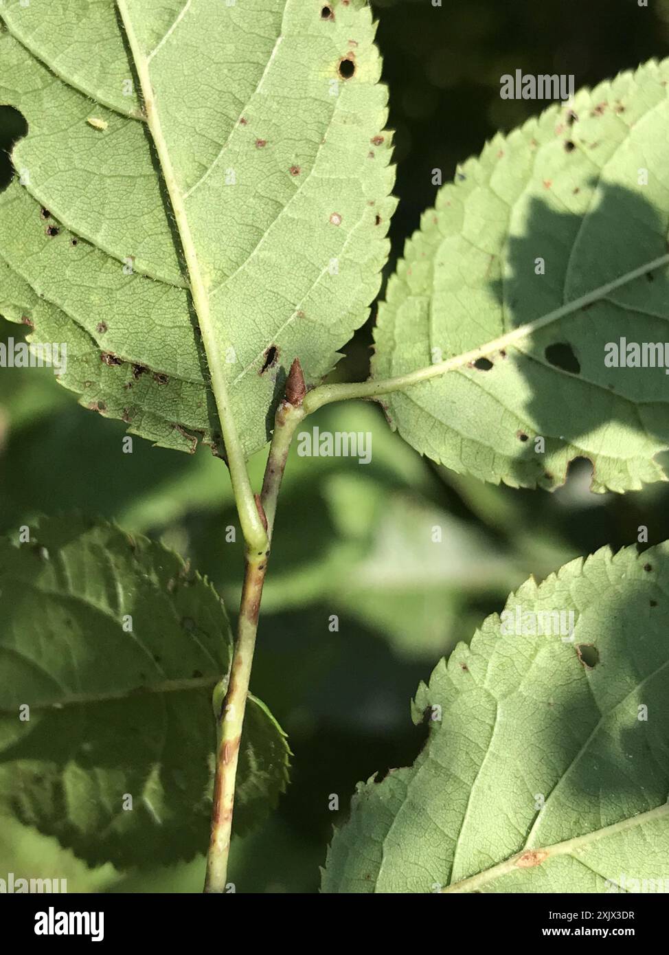 Hog Plum (Prunus umbellata) Plantae Stock Photo - Alamy