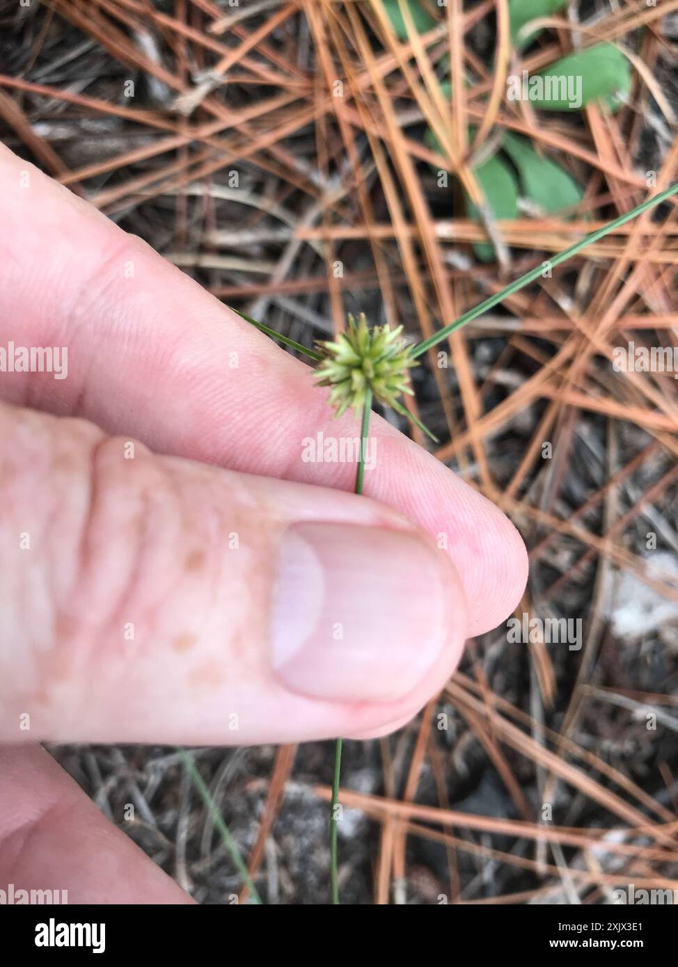 Great Plains Flatsedge (Cyperus lupulinus) Plantae Stock Photo - Alamy