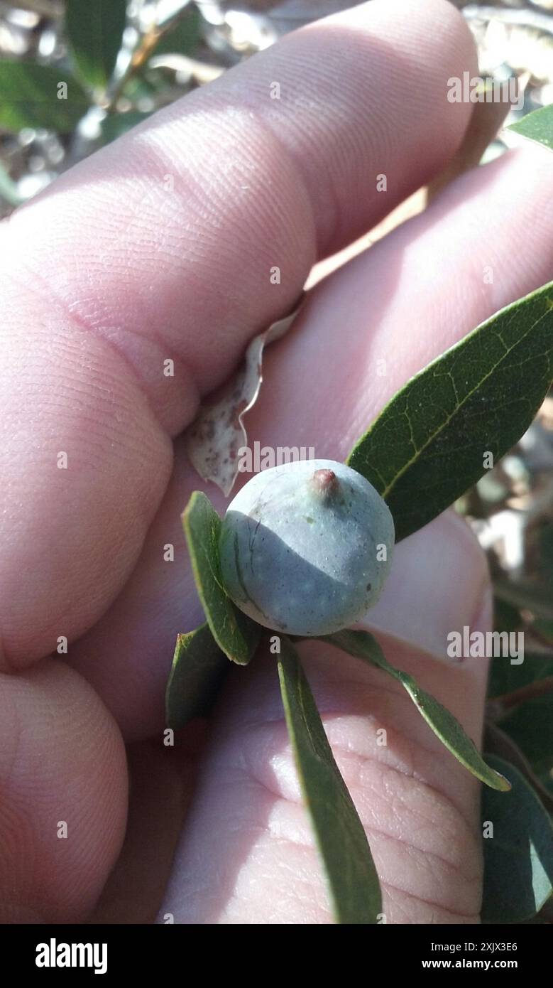 Beaked Spindle Gall Wasp (Heteroecus pacificus) Insecta Stock Photo - Alamy