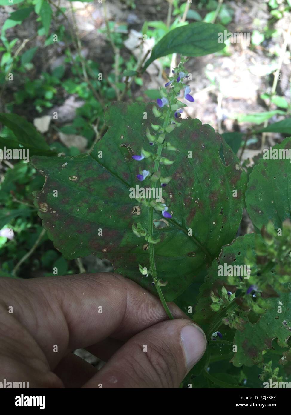 Hullworts (Coleus) Plantae Stock Photo - Alamy