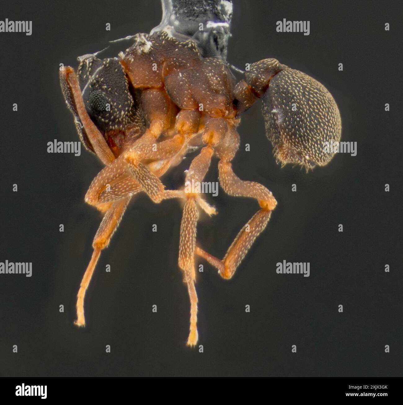 Cyphomyrmex hi-res stock photography and images - Alamy