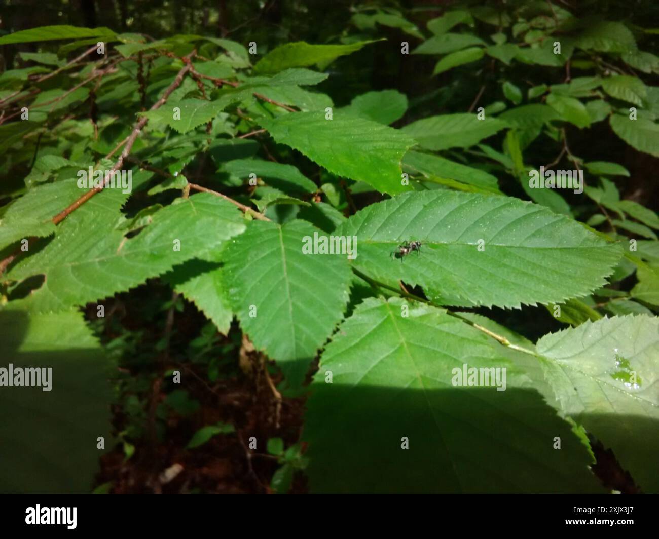fusca-group Field Ants and Allies (Formica fusca) Insecta Stock Photo ...