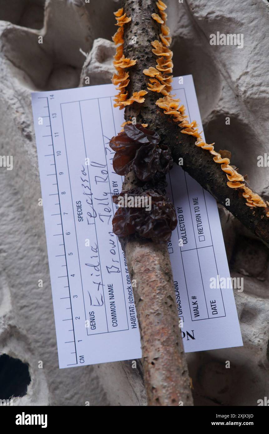 American Amber Jelly Fungus (Exidia crenata) Fungi Stock Photo - Alamy