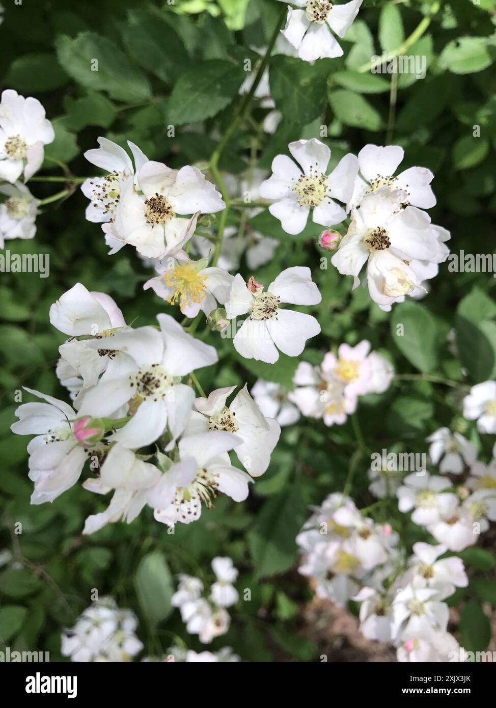 multiflora rose (Rosa multiflora) Plantae Stock Photo - Alamy