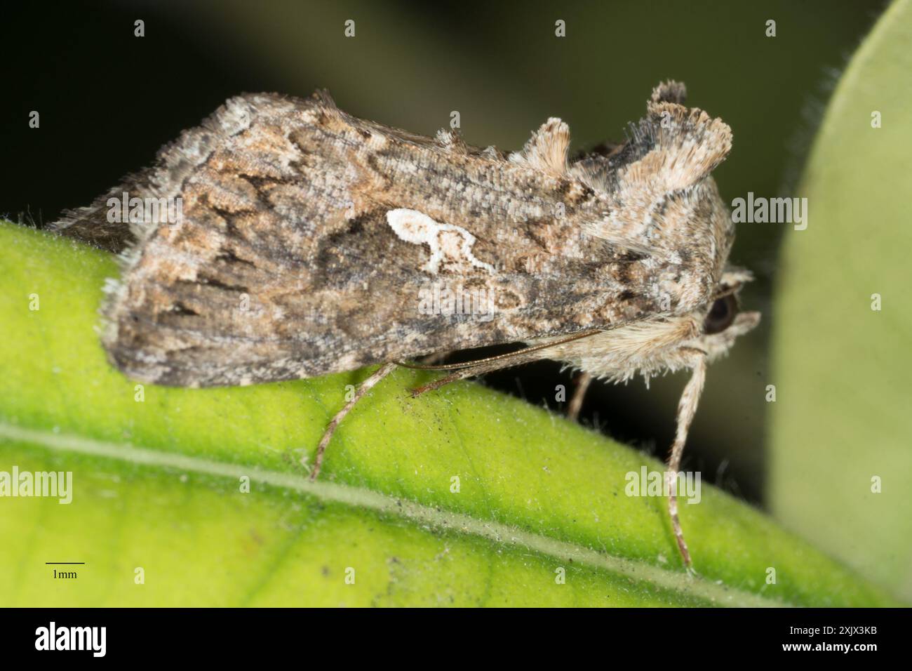 Plusiine Looper Moths (Plusiinae) Insecta Stock Photo - Alamy
