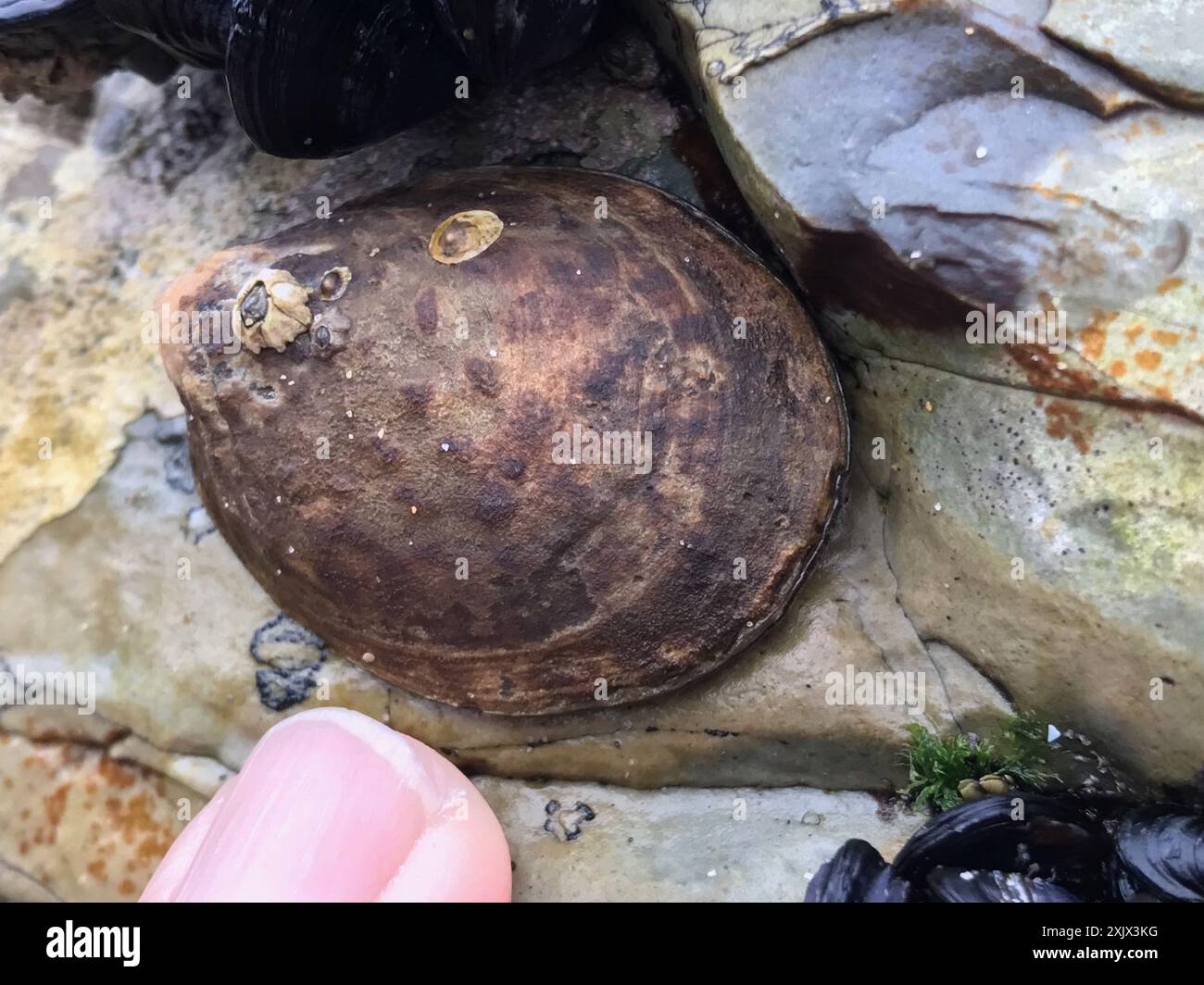 Owl Limpet (Lottia gigantea) Mollusca Stock Photo - Alamy