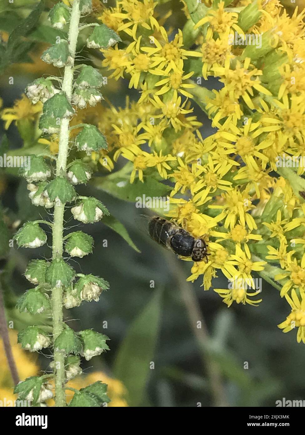 Soldier Flies (Stratiomyidae) Insecta Stock Photo - Alamy