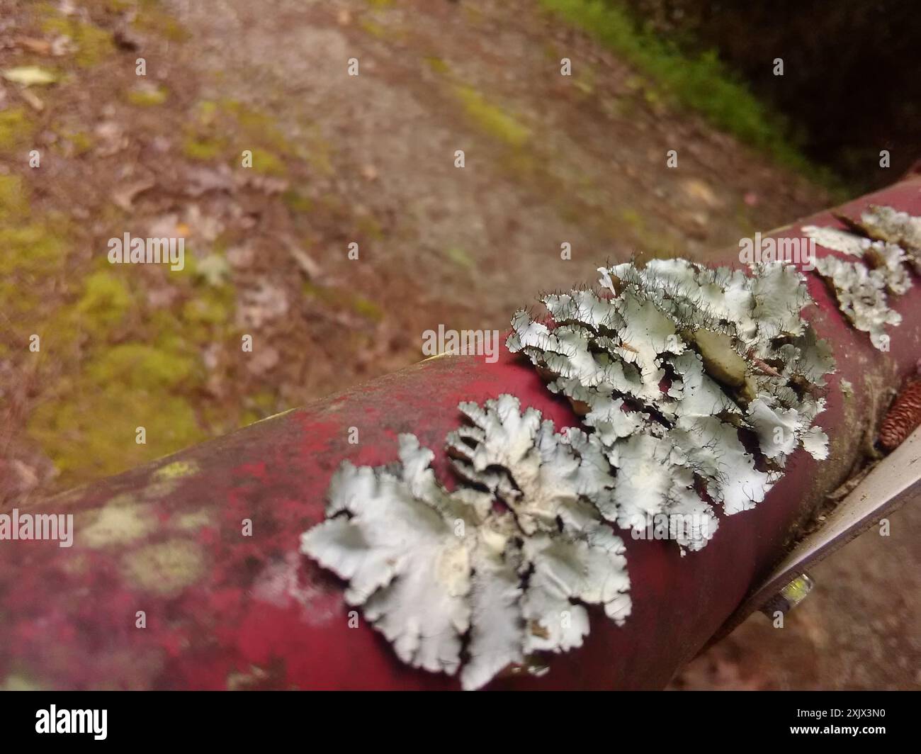 Ruffle Lichens (Parmotrema) Fungi Stock Photo - Alamy