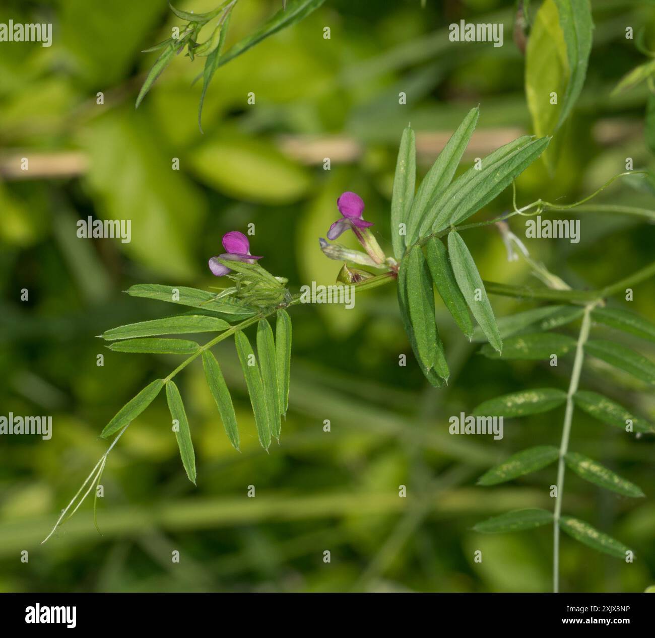 Common Vetch (Vicia sativa) Plantae Stock Photo - Alamy