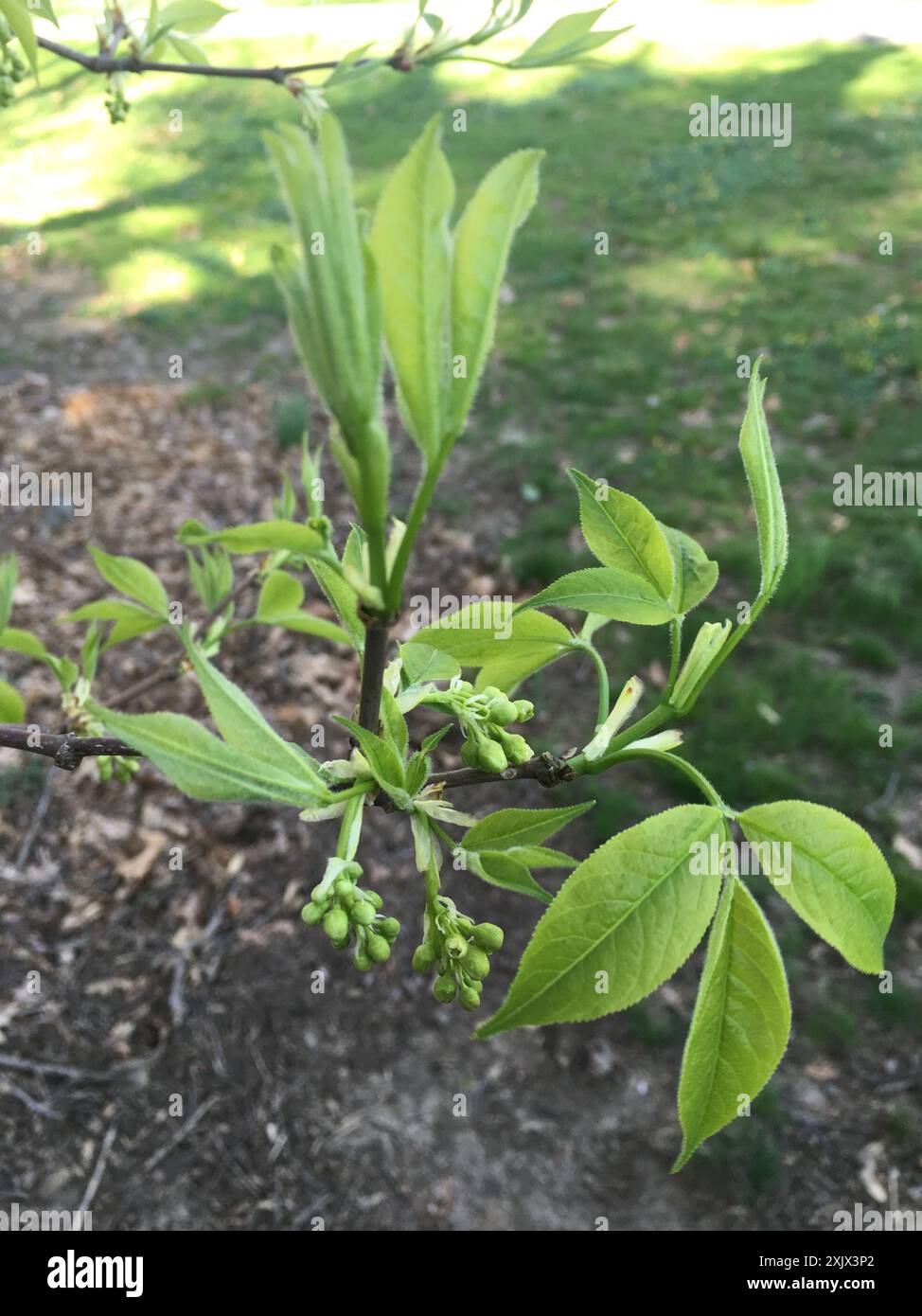American bladdernut (Staphylea trifolia) Plantae Stock Photo - Alamy