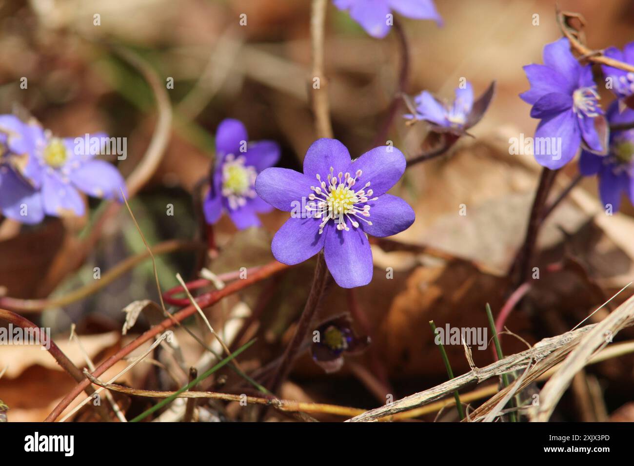 Liverleaf (Hepatica nobilis) Plantae Stock Photo - Alamy