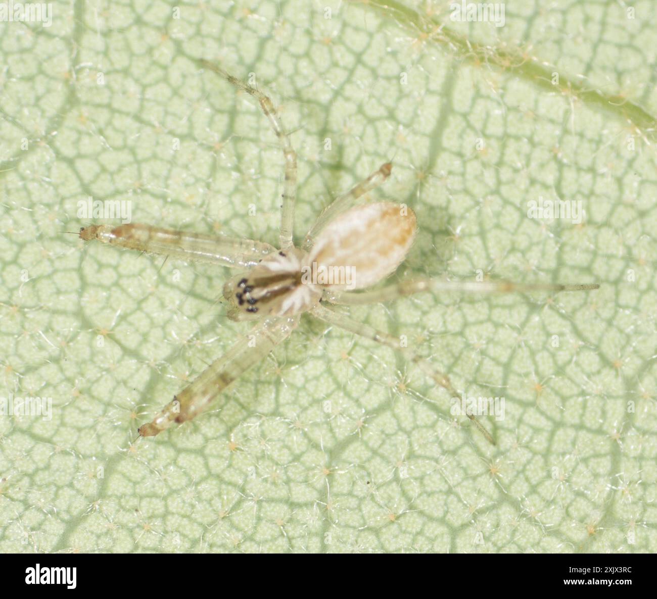 Spiders (Araneae) Arachnida Stock Photo - Alamy
