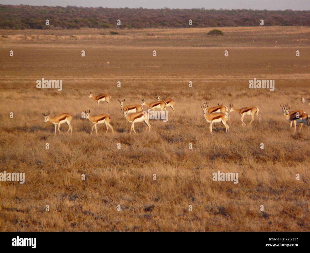 Karoo Springbok (Antidorcas marsupialis marsupialis) Mammalia Stock ...