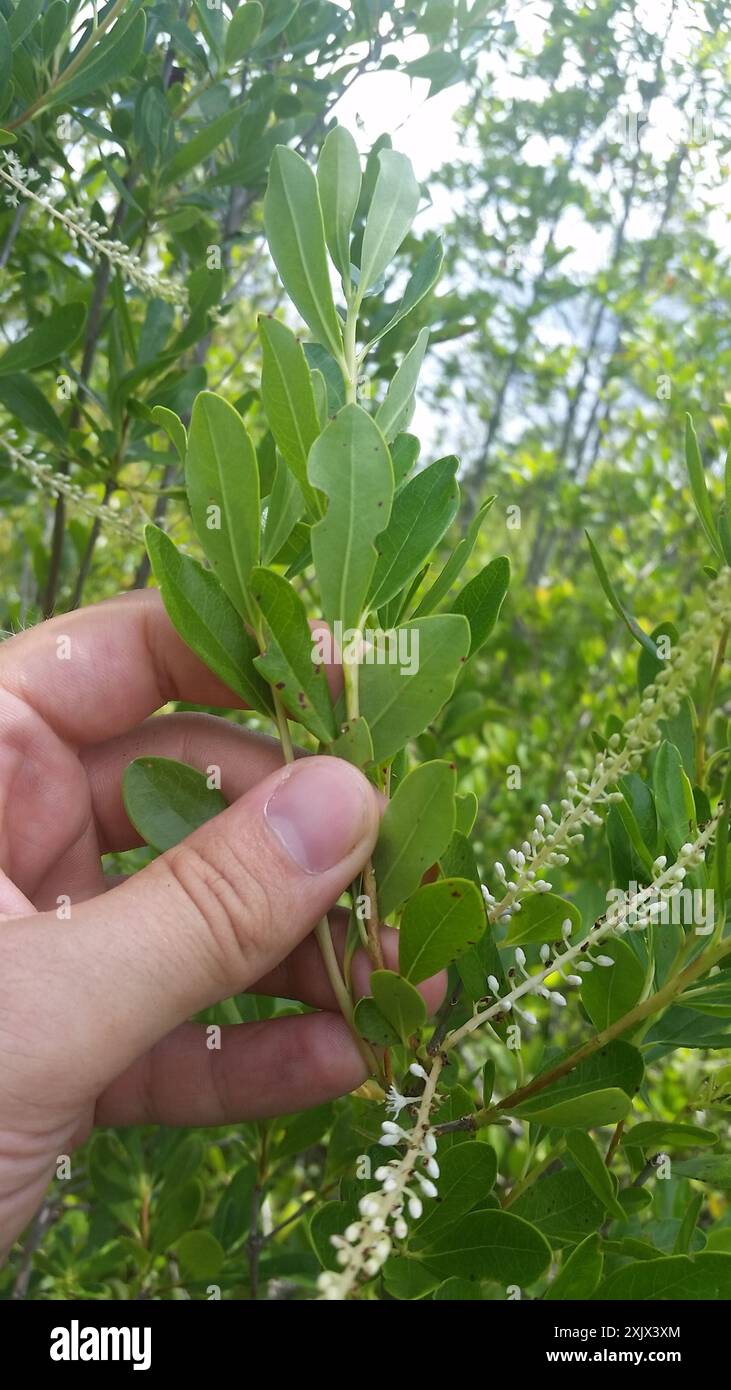 Swamp titi (Cyrilla racemiflora) Plantae Stock Photo - Alamy