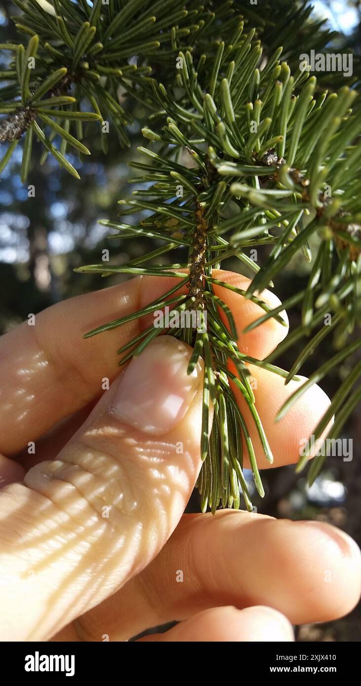 Engelmann spruce (Picea engelmannii) Plantae Stock Photo - Alamy