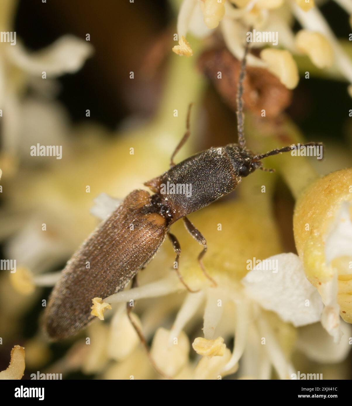 Click Beetles (Elateridae) Insecta Stock Photo - Alamy