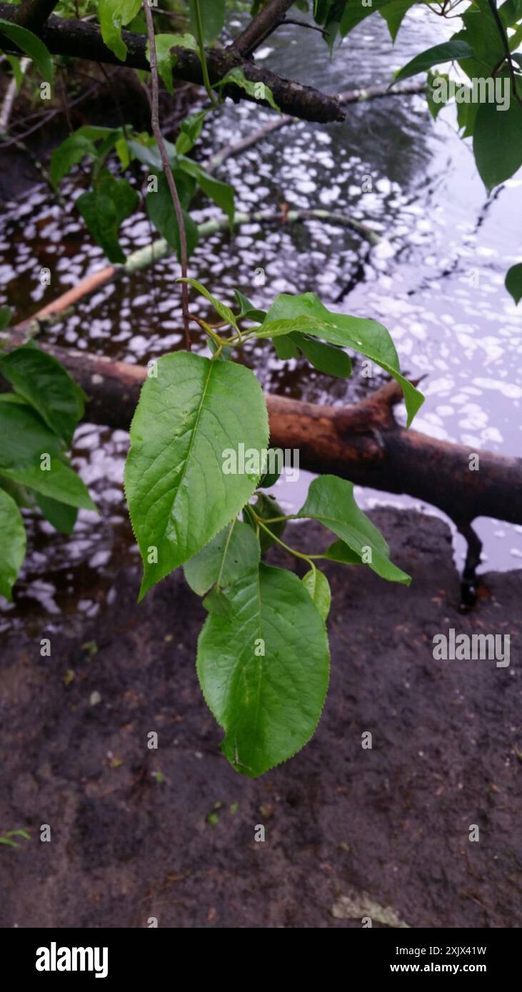 nannyberry (Viburnum lentago) Plantae Stock Photo - Alamy