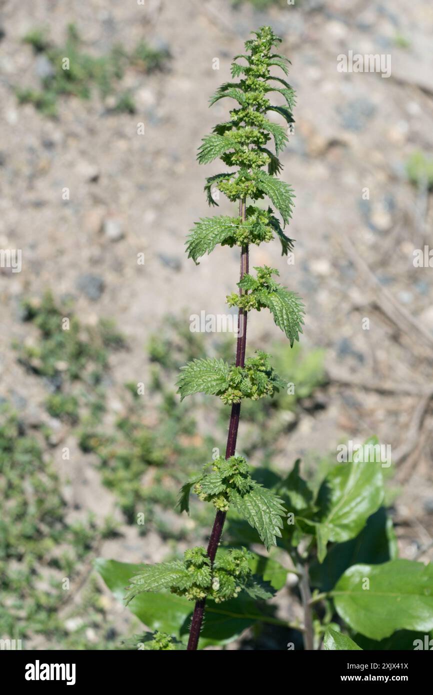 Dwarf Nettle (Urtica urens) Plantae Stock Photo - Alamy