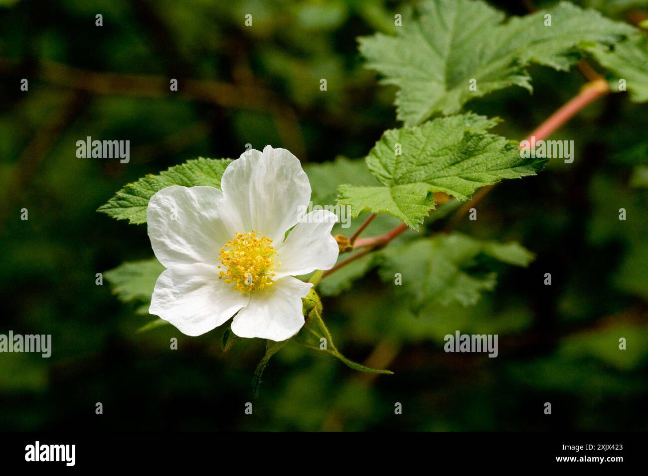 New Mexico raspberry (Rubus neomexicanus) Plantae Stock Photo - Alamy