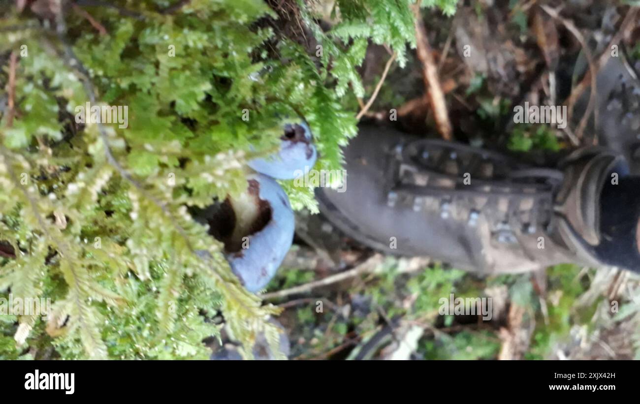 Blue Pouch Fungus (Clavogaster virescens) Fungi Stock Photo - Alamy