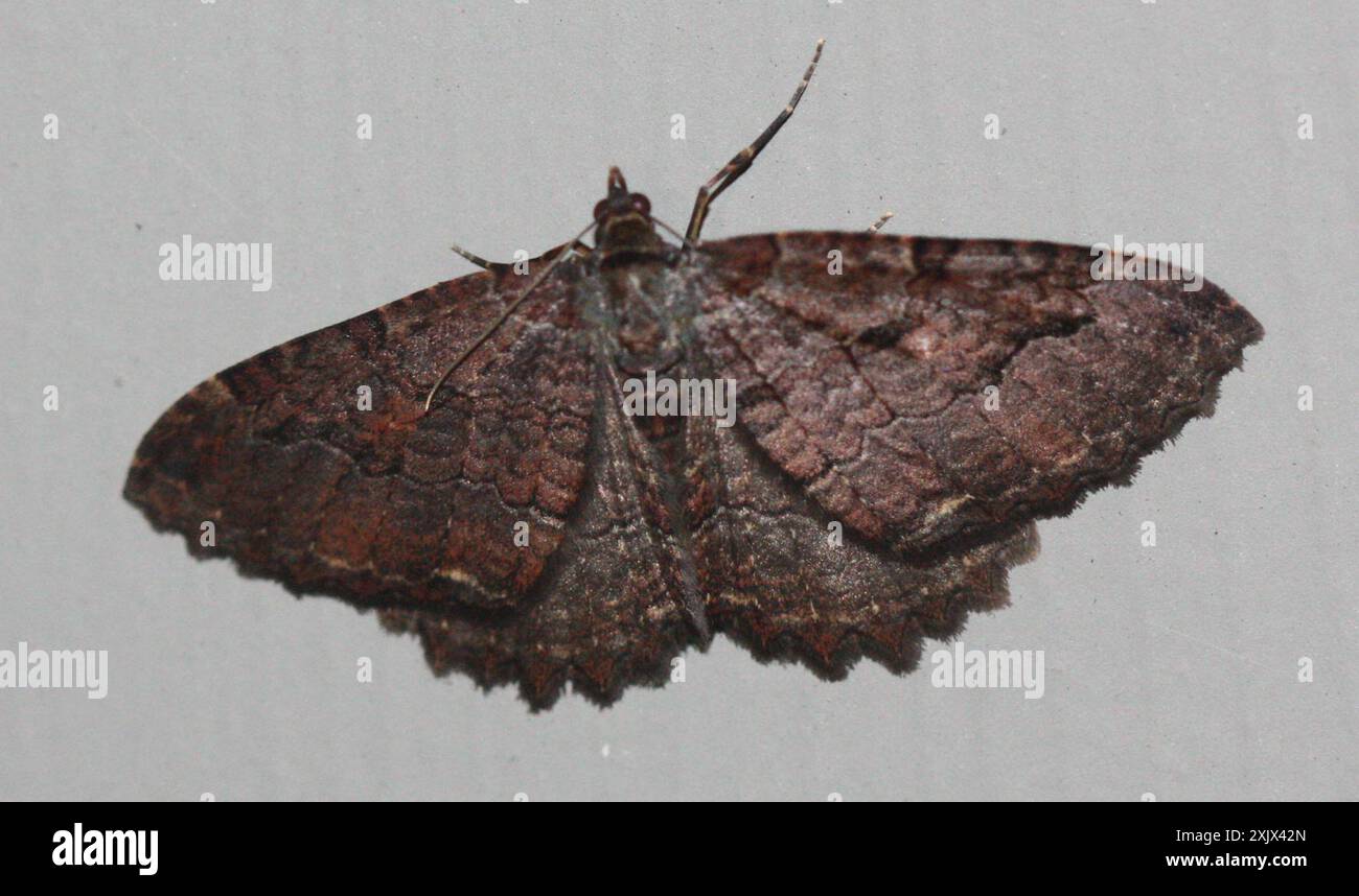 Tissue Moth (Triphosa haesitata) Insecta Stock Photo - Alamy