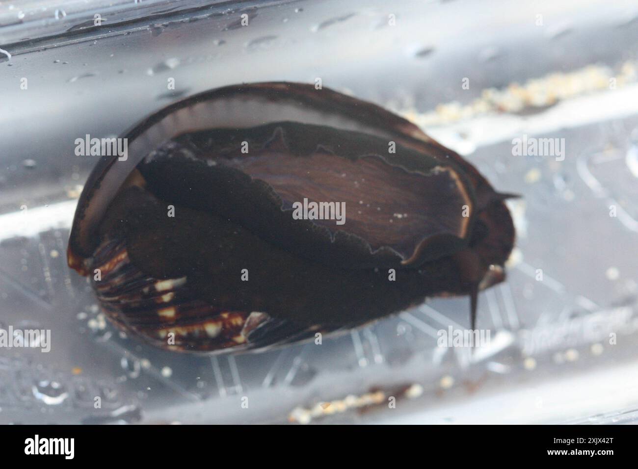 Humpback cowry hi-res stock photography and images - Alamy