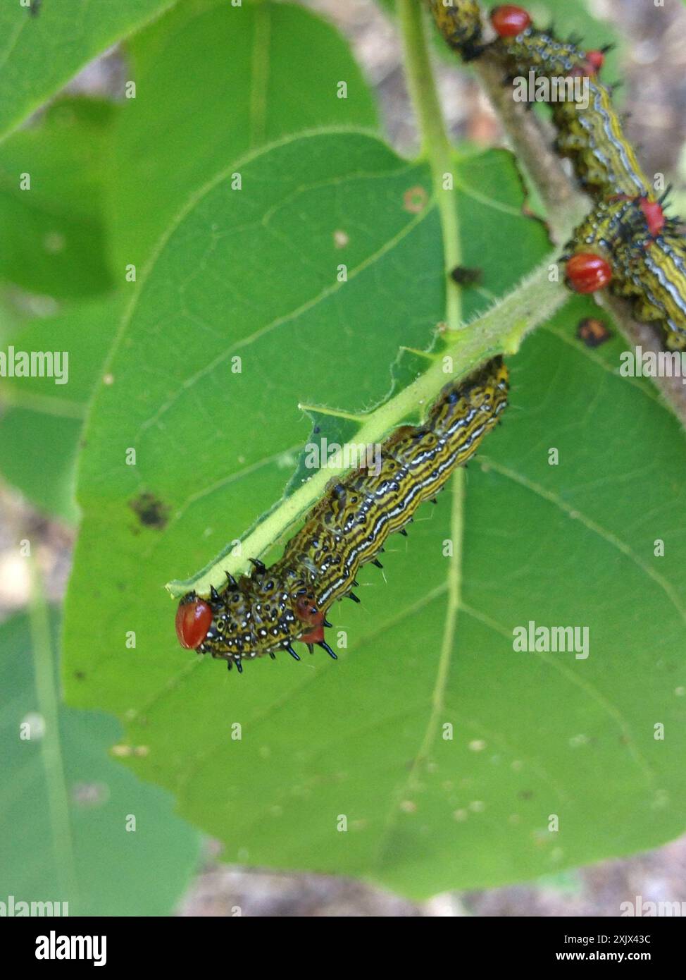 Red-humped Caterpillar Moth (Oedemasia concinna) Insecta Stock Photo ...