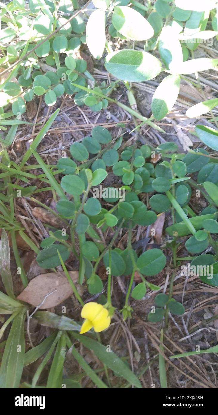 Rabbitbells (Crotalaria rotundifolia) Plantae Stock Photo - Alamy