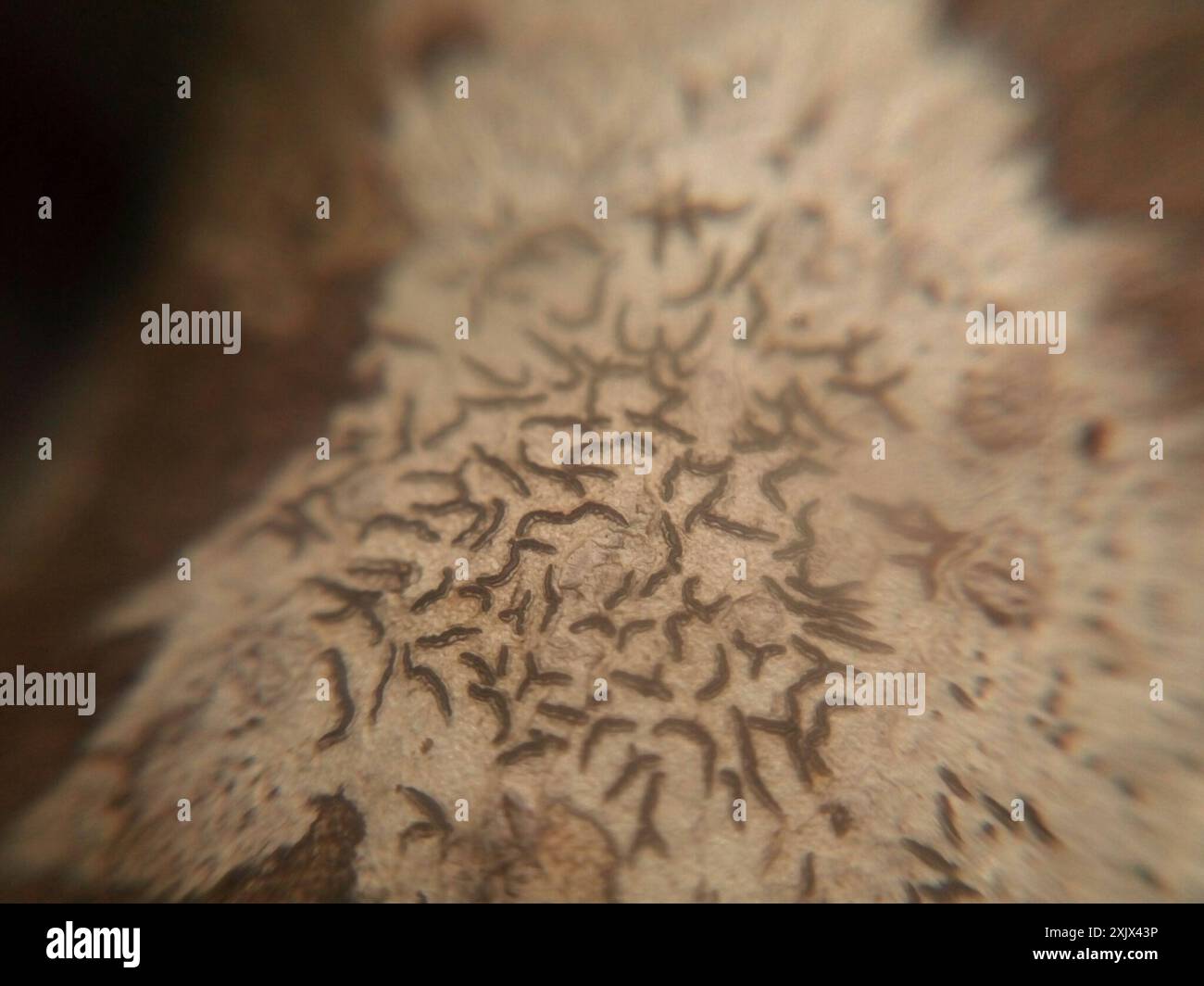 Common Script Lichen (Graphis scripta) Fungi Stock Photo - Alamy