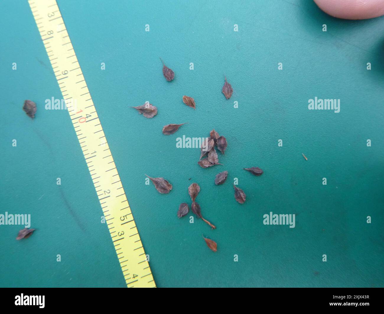 Climbing Buckwheat (Fallopia cristata) Plantae Stock Photo - Alamy