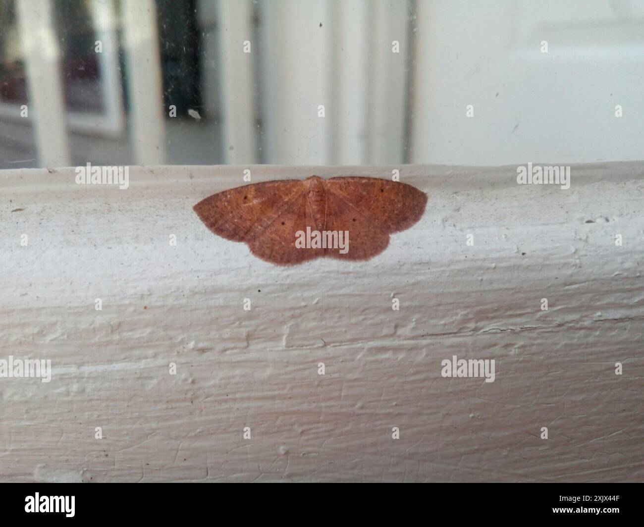 Black-dotted Ruddy Moth (Ilexia intractata) Insecta Stock Photo - Alamy