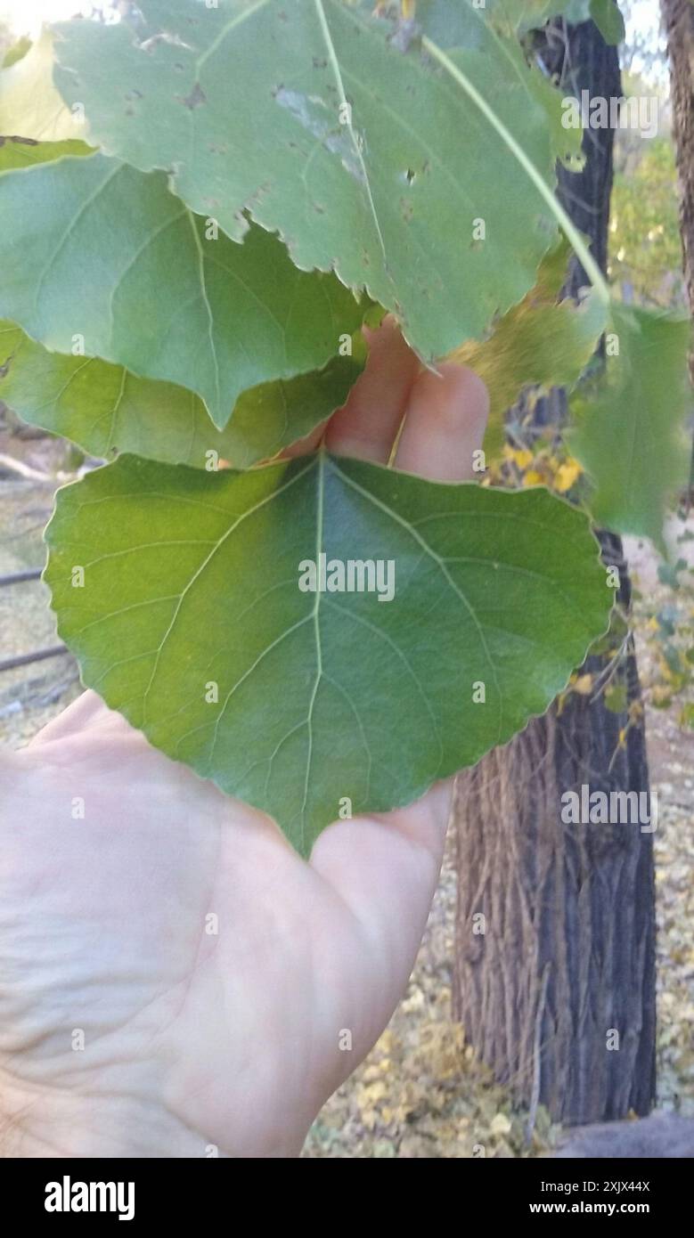 Fremont Cottonwood (Populus fremontii) Plantae Stock Photo - Alamy