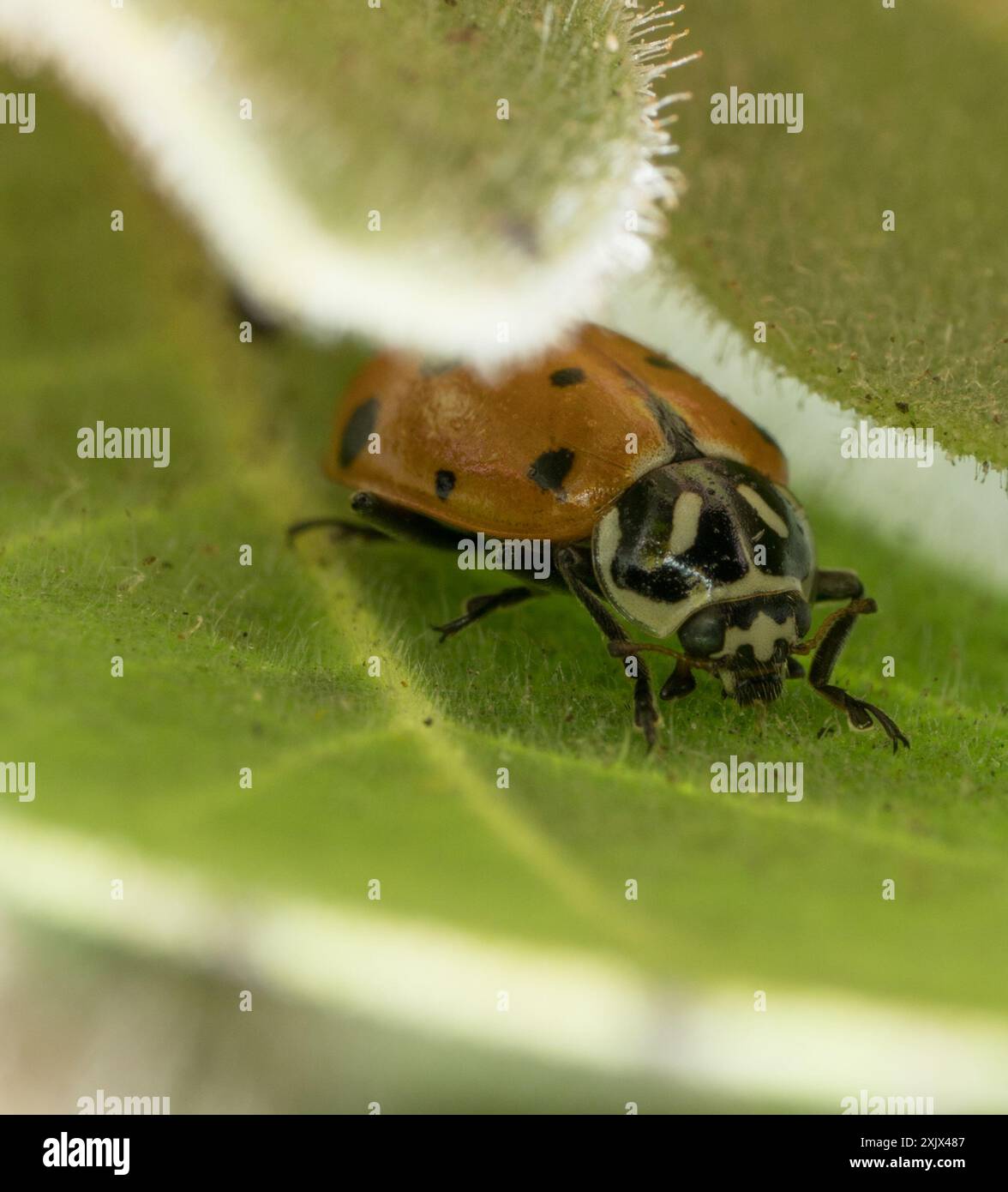 Convergent Lady Beetle (Hippodamia convergens) Insecta Stock Photo - Alamy
