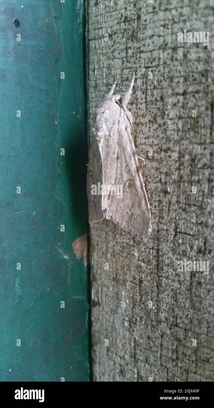 American Dagger (Acronicta americana) Insecta Stock Photo - Alamy