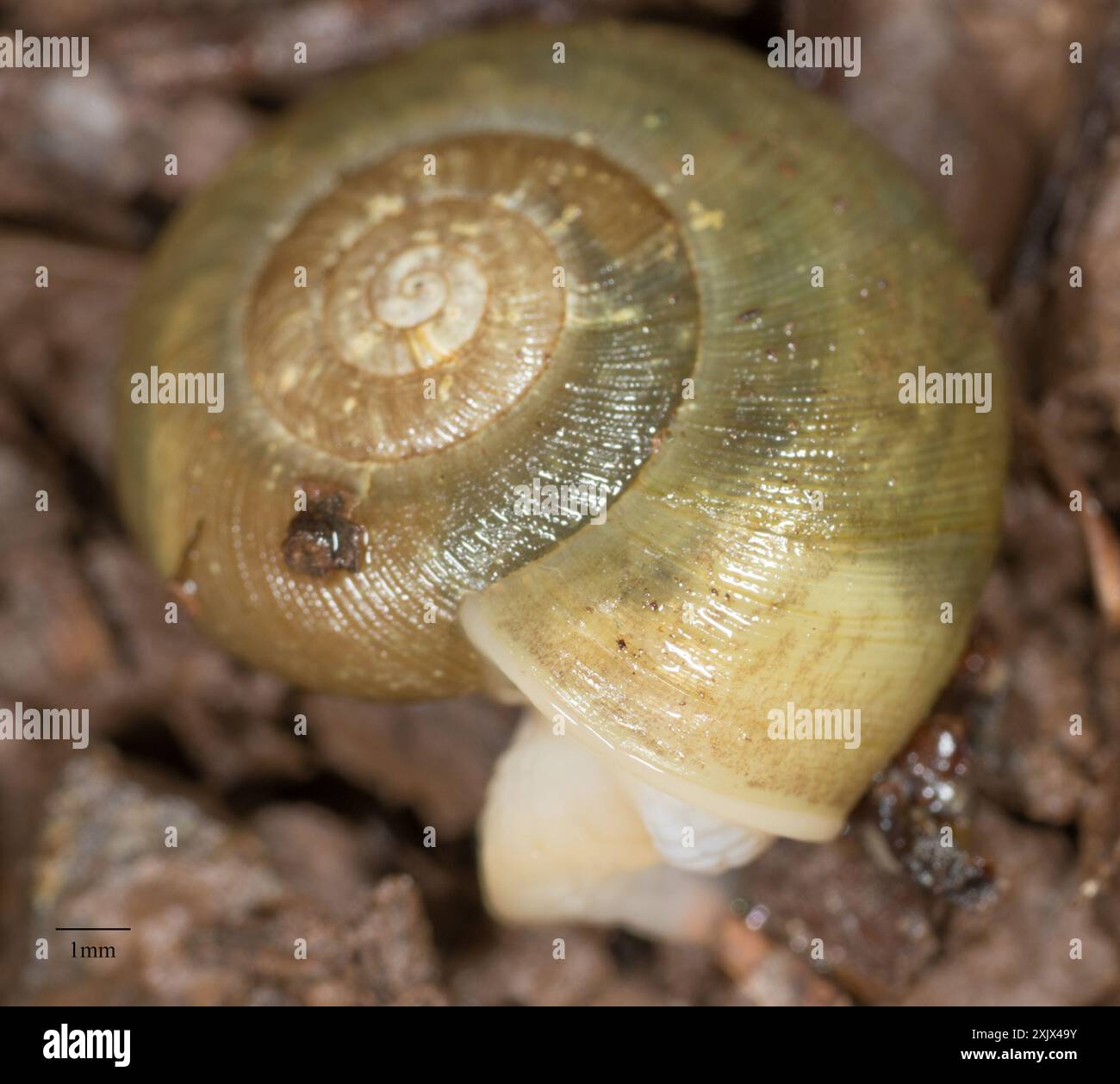 Beaded Lancetooth Snail (Ancotrema sportella) Mollusca Stock Photo - Alamy