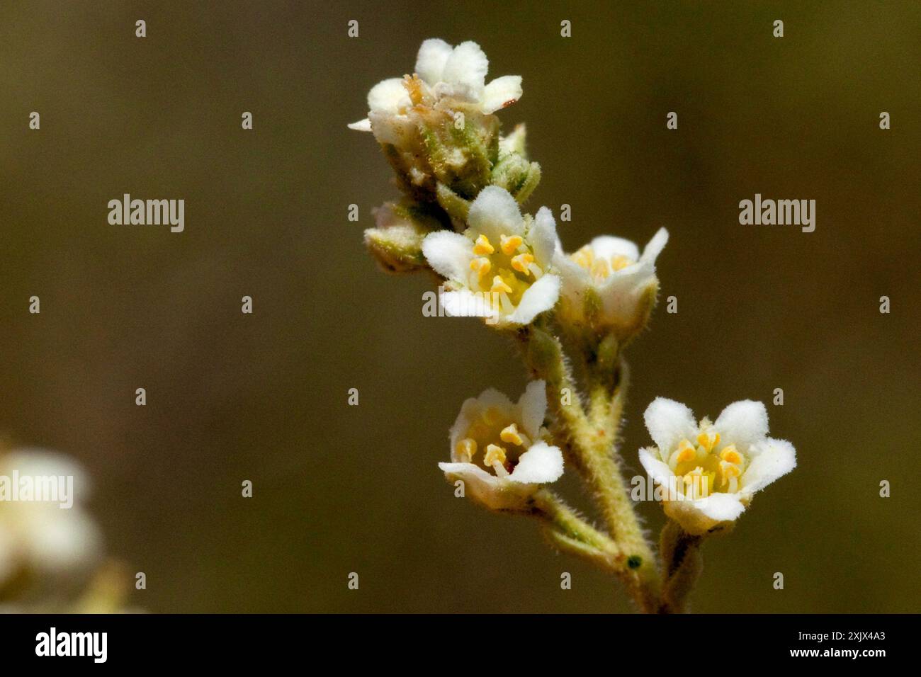 Rio Grande saddlebush (Mortonia scabrella) Plantae Stock Photo - Alamy