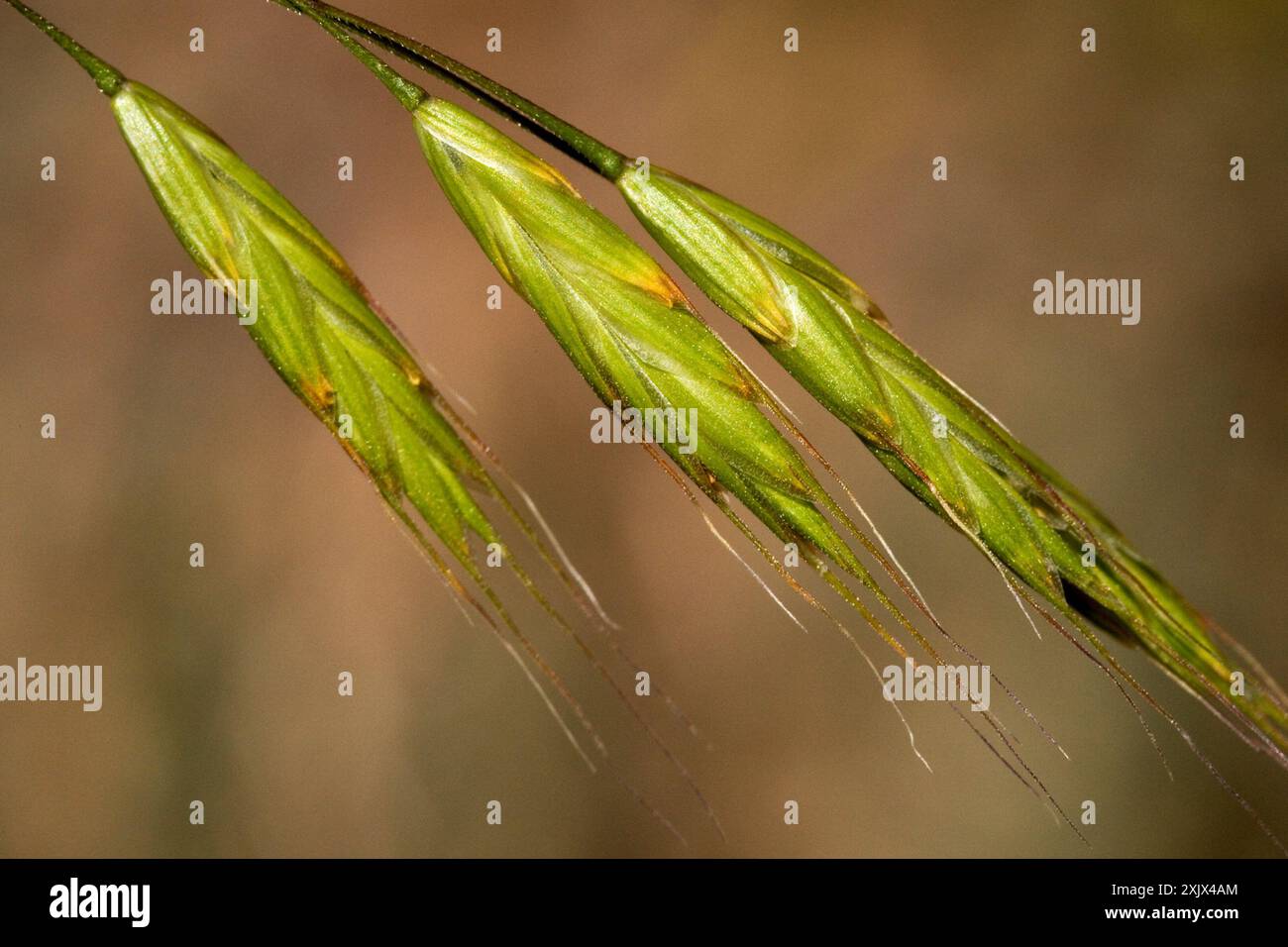 Japanese brome (Bromus japonicus) Plantae Stock Photo - Alamy