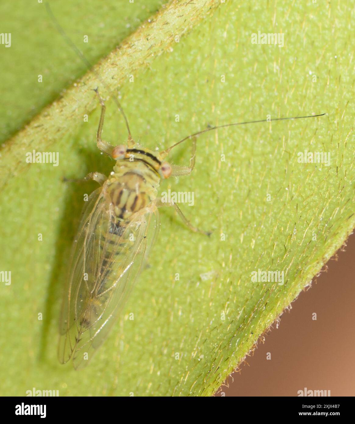 tipu psyllid (Platycorypha nigrivirga) Insecta Stock Photo - Alamy